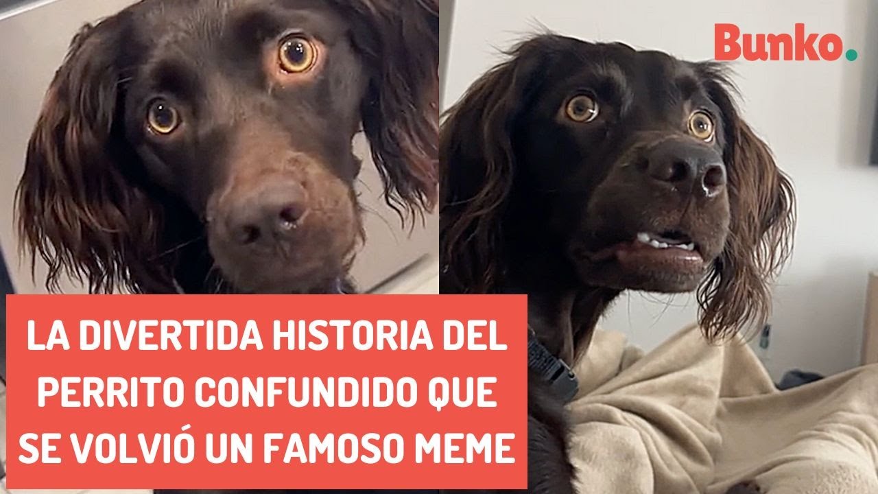 La divertida historia del perrito confundido que se volvió un famoso ...