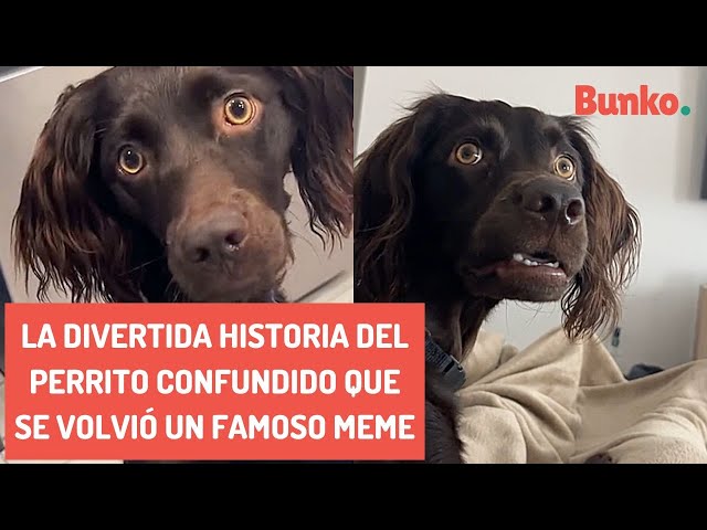 Cara De Perro Confundido El Perro Más Triste Del Mundo Tuvo Una