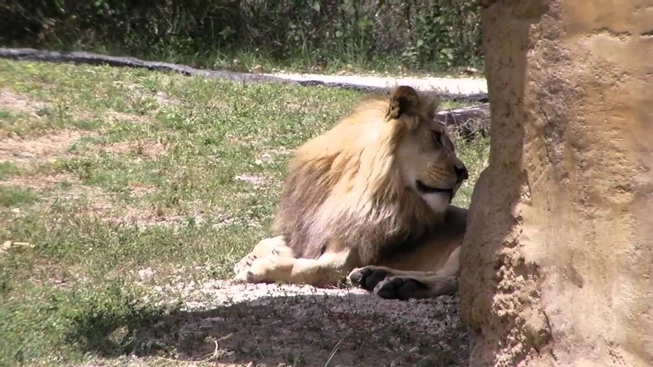 Special : A Day At The Ooz (Zoo) - YouTube
