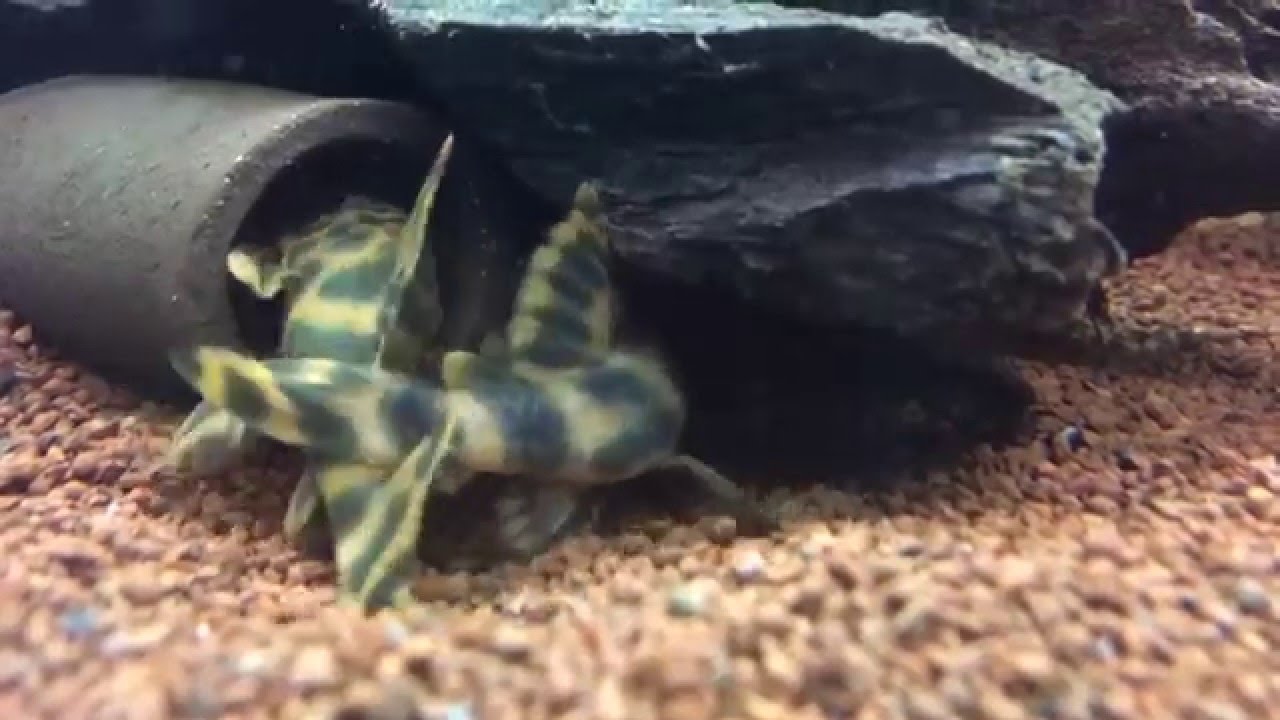 Ancistomus sp. (L387) pleco males fighting for cave - YouTube