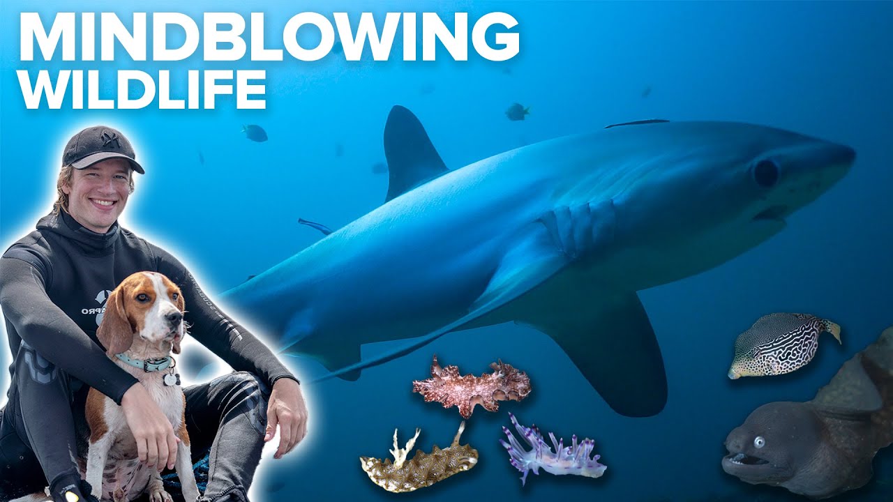 DIVING WITH 20 RARE SHARKS IN PHILIPPINES - 2020 Worlds Best Dive ...