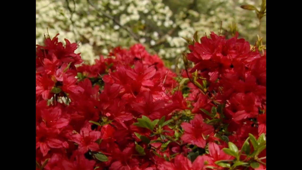 Muskogee Azaleas - YouTube