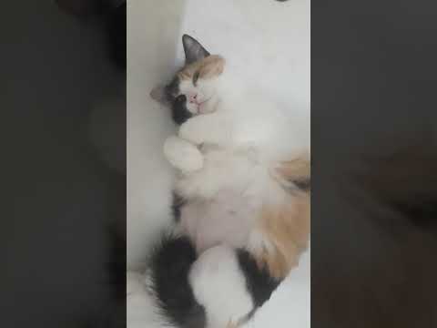 JADE E SEU CANTINHO