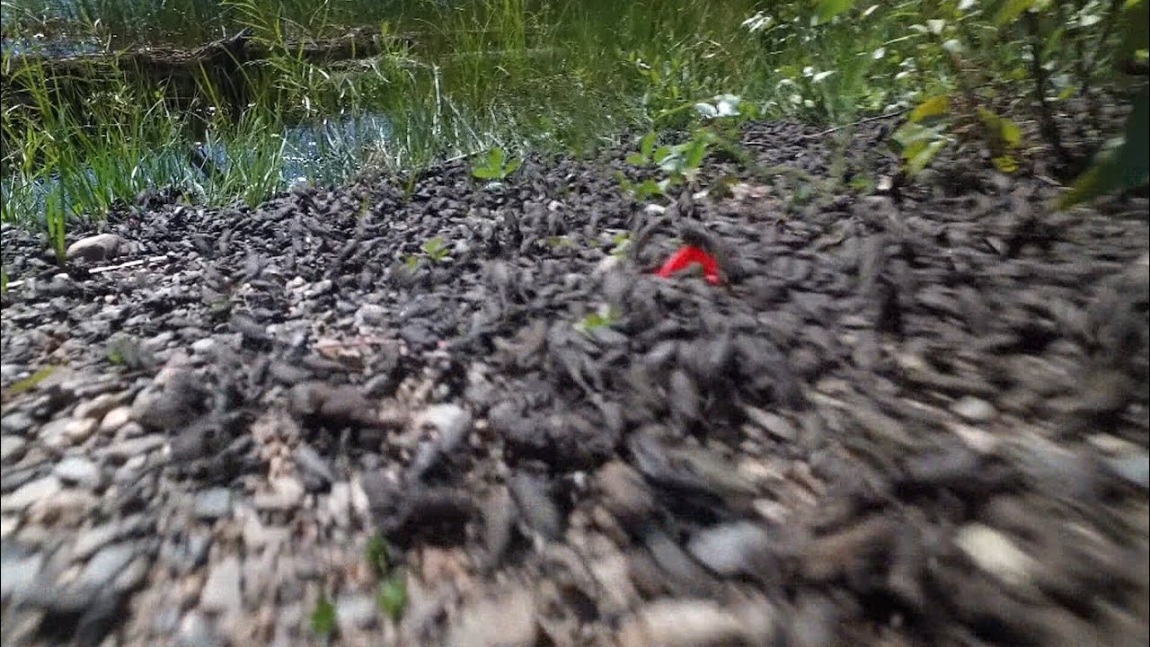 'It's just hopping' mass toad migration carpet B.C. shores - YouTube