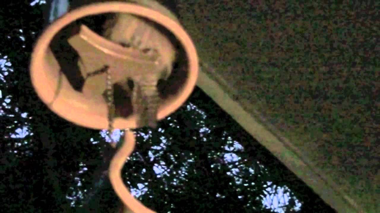 Bridie in Bell - YouTube