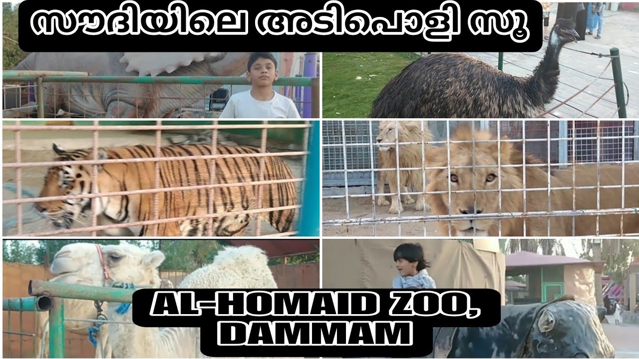 AL-HOMAIDZOO|Dammam Zoo|Saihat SoudiArabia#zoo #dammam#malayalam # ...