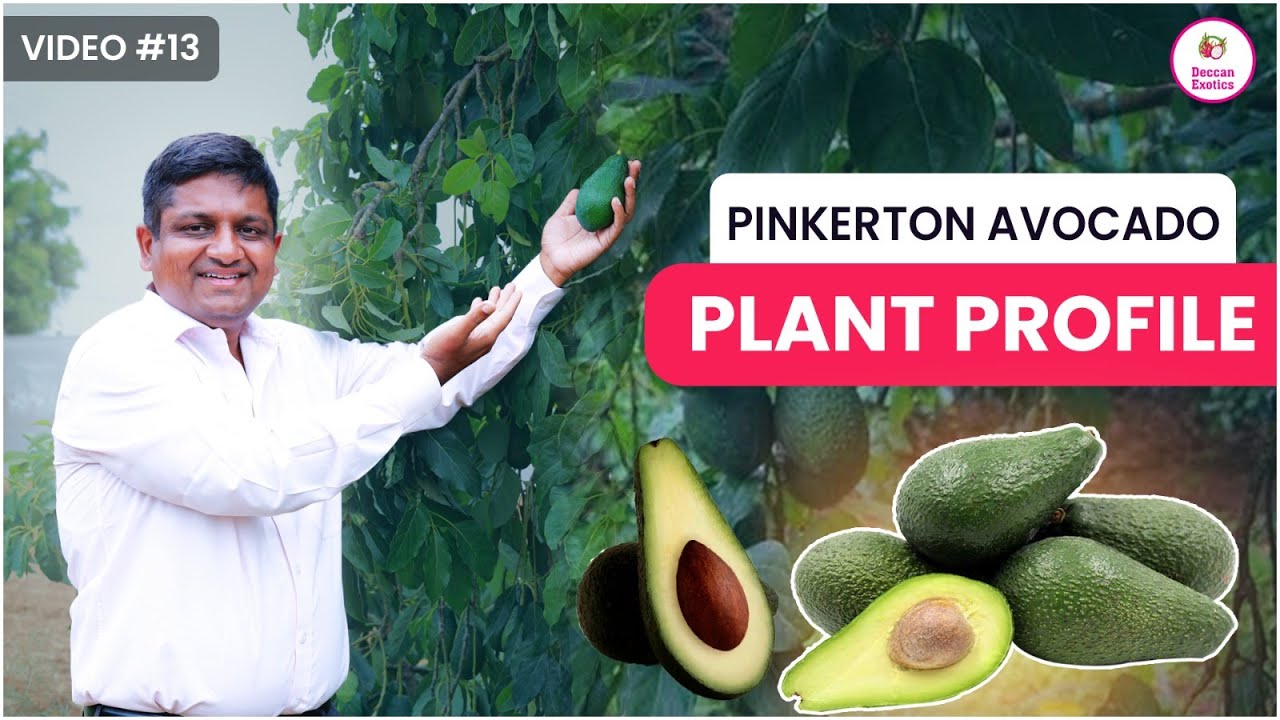 Pinkerton Avocados Information and Facts || Avocado Farming Guide in ...
