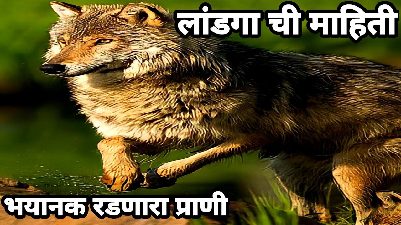 landga | लांडगा | लांडगा प्राणी | landga animal | landaga | pranyanchi ...
