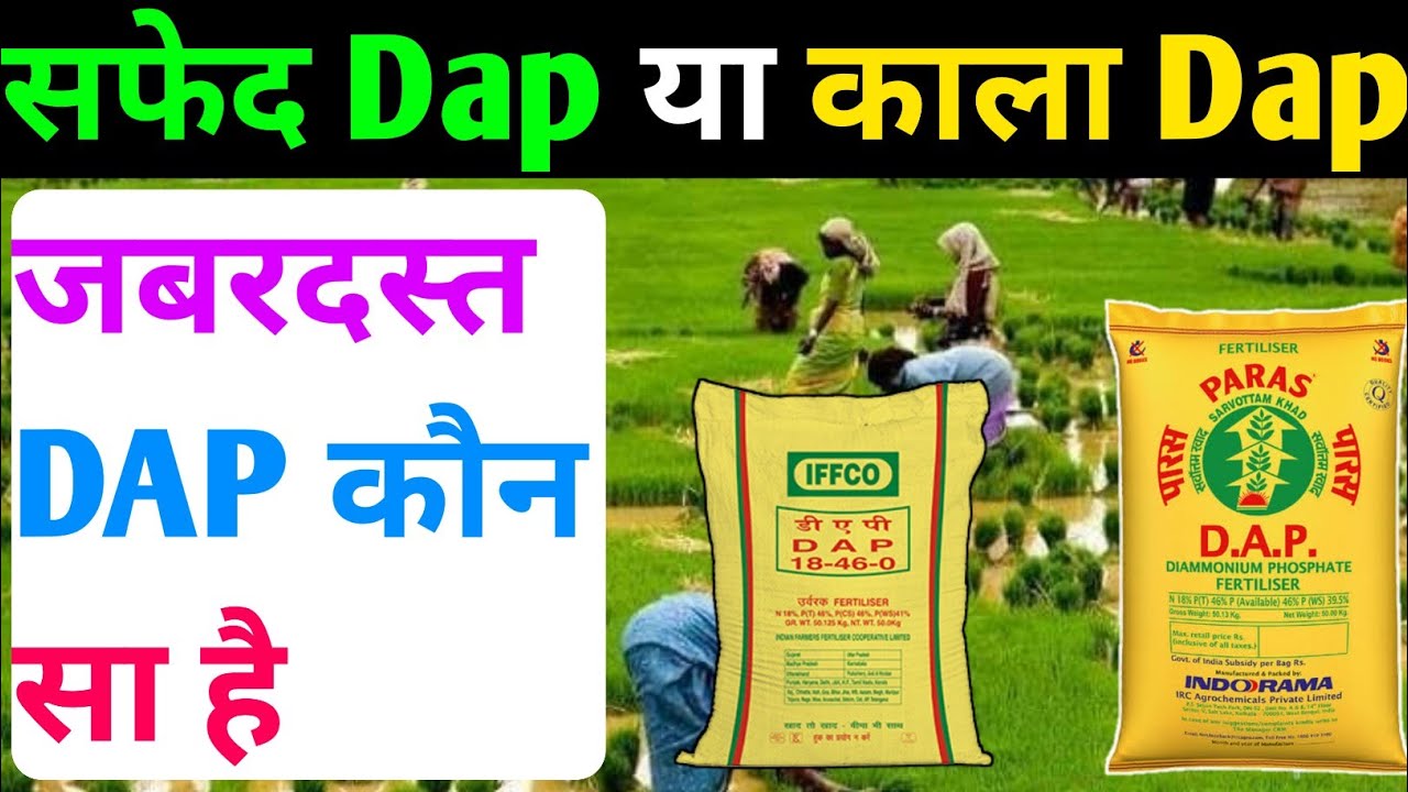खेत में काली Dap डाले या सफेद Dap । काली Dap । सफेद Dap । Black Dap Vs ...