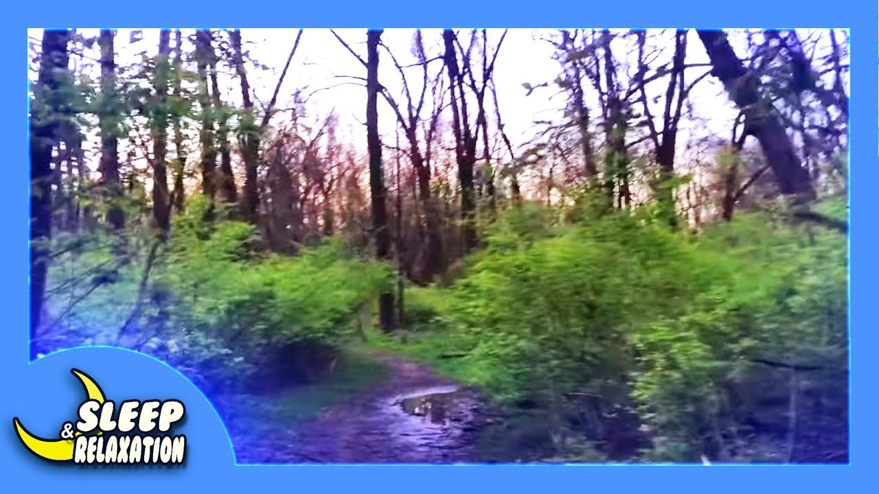 The sun prepares to set on a hiking trail (Nature Visualizer) - YouTube