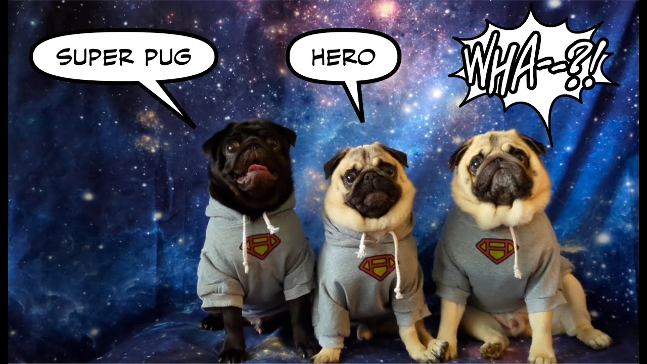 Super Pug - Hero Henry - YouTube