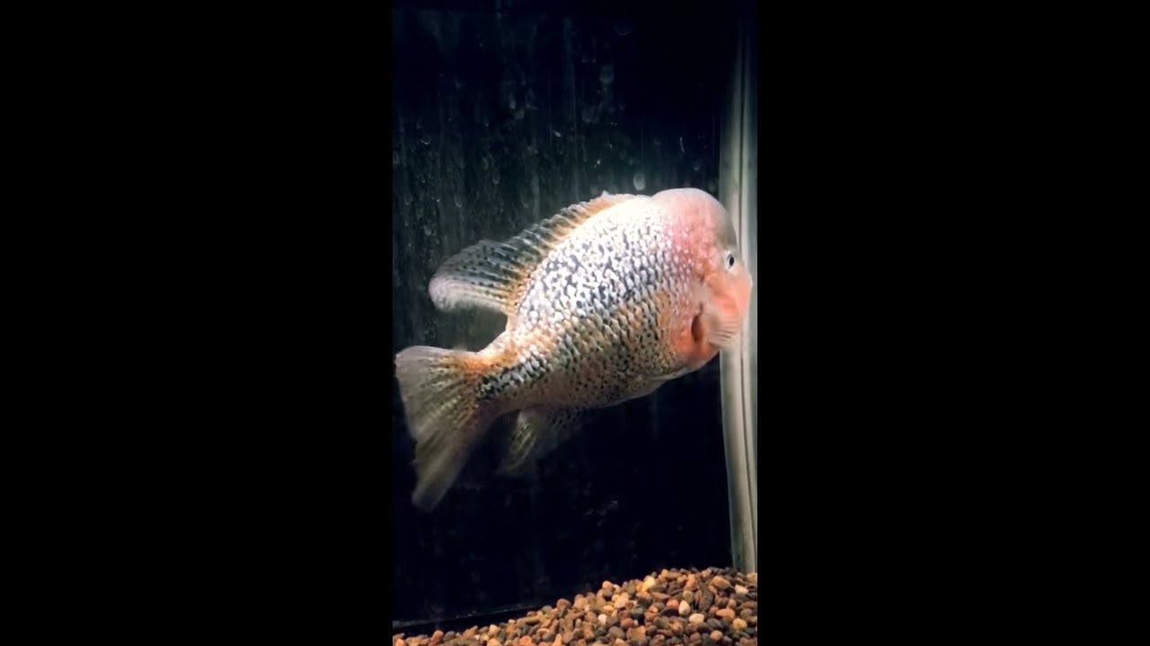 Ciclido quetzal (paratheraps synspilum) - YouTube
