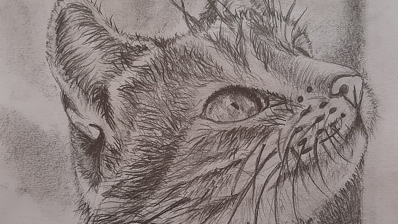 How to Draw a Cat Head Draw a Realistic Cat .......... - YouTube