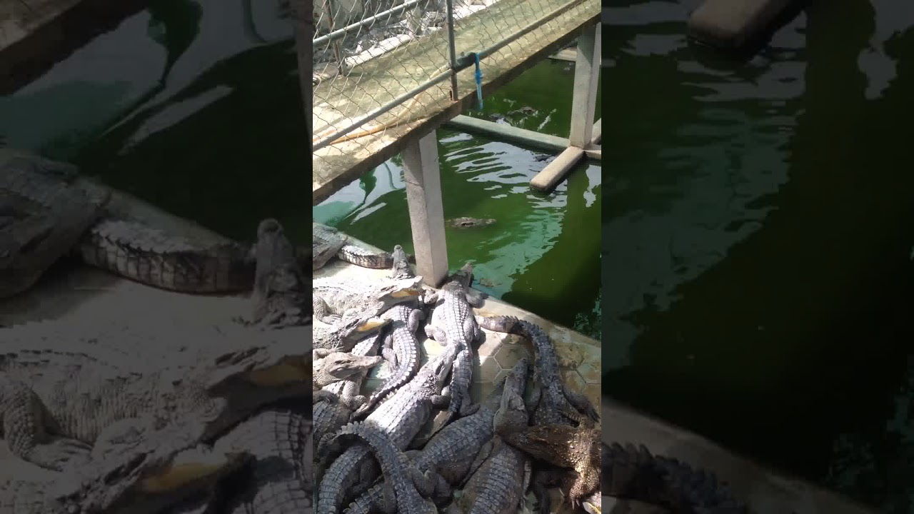 Crocodile farm - YouTube