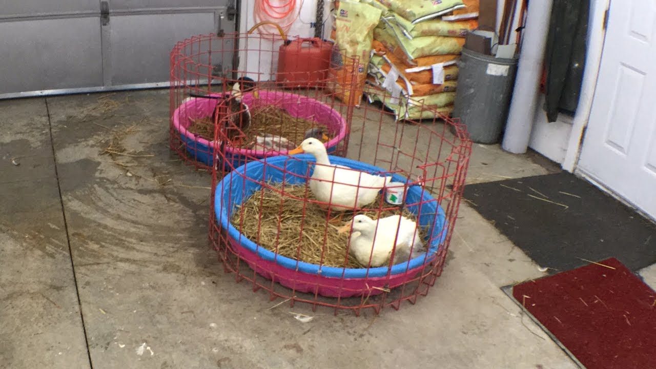 Duck Hospital... Live Stream Dec 19, 2017 - YouTube