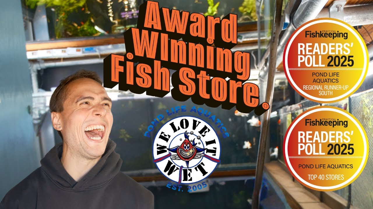 PFK Top 40 Store! Royal Pleco, Reticulated Flying Fox & Stunning ...