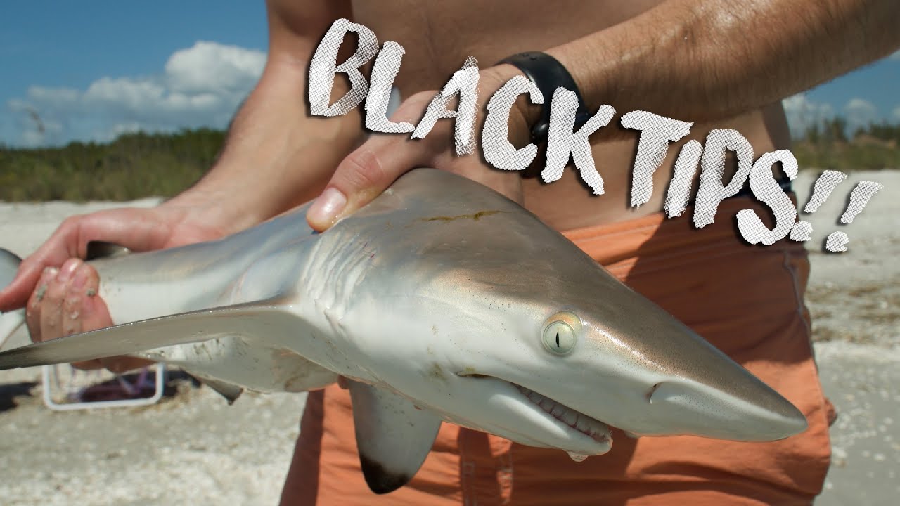 Fast Paced Surf Fishing for Blacktip Sharks! - YouTube