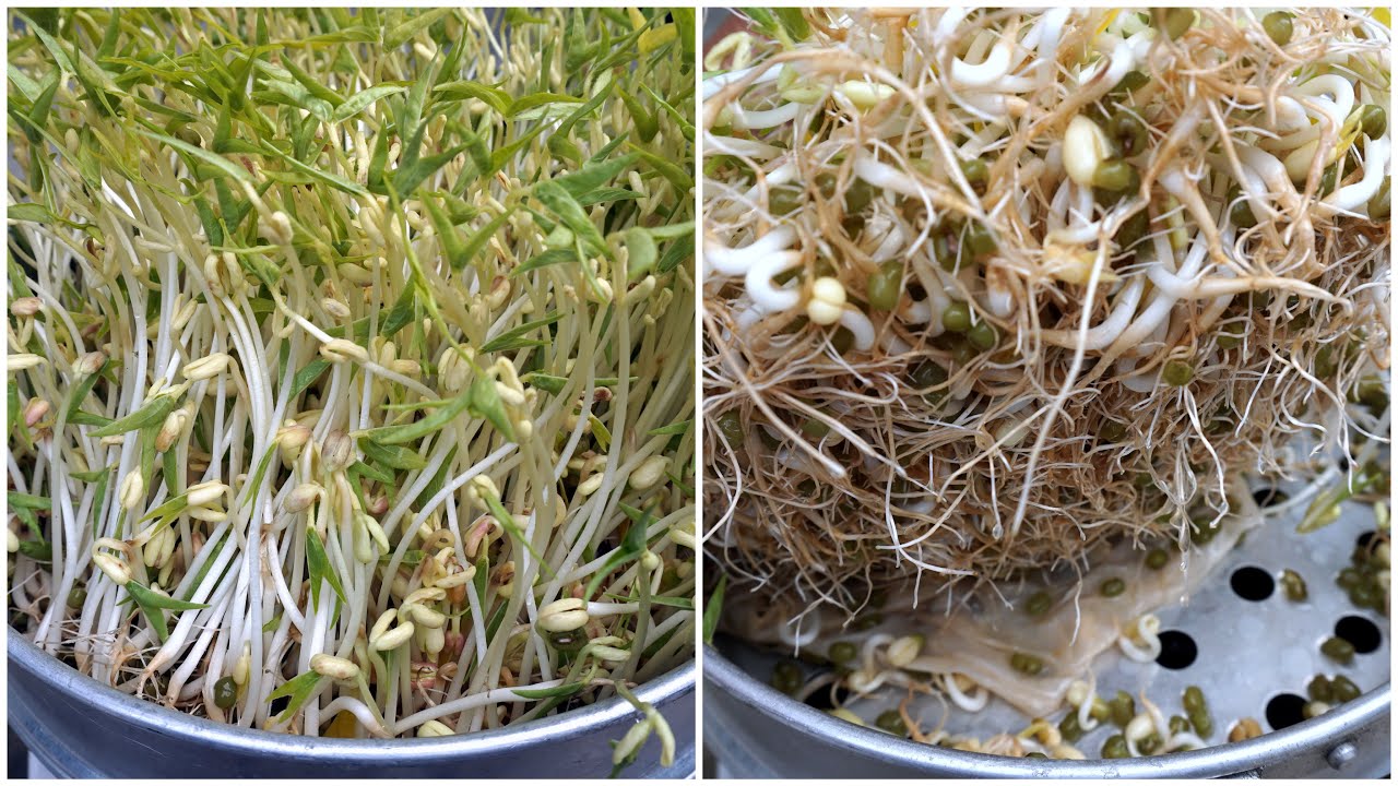 How To Grow Bean Sprouts | Cara Tanam Taugeh - YouTube