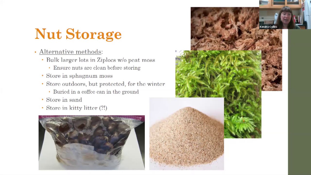 Chestnut Chat: Chestnut Harvest and Storage - YouTube