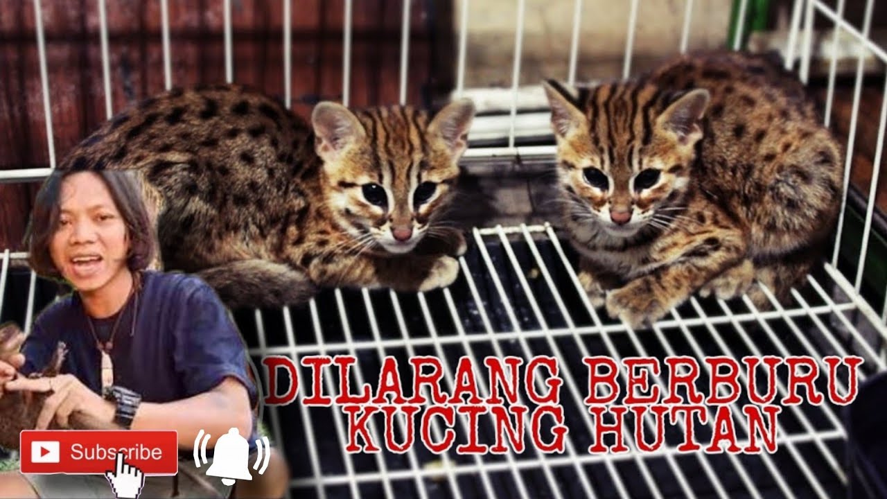 MENGENAL KUCING HUTAN JAWA‼️BLACAN DEDE INOEN - YouTube