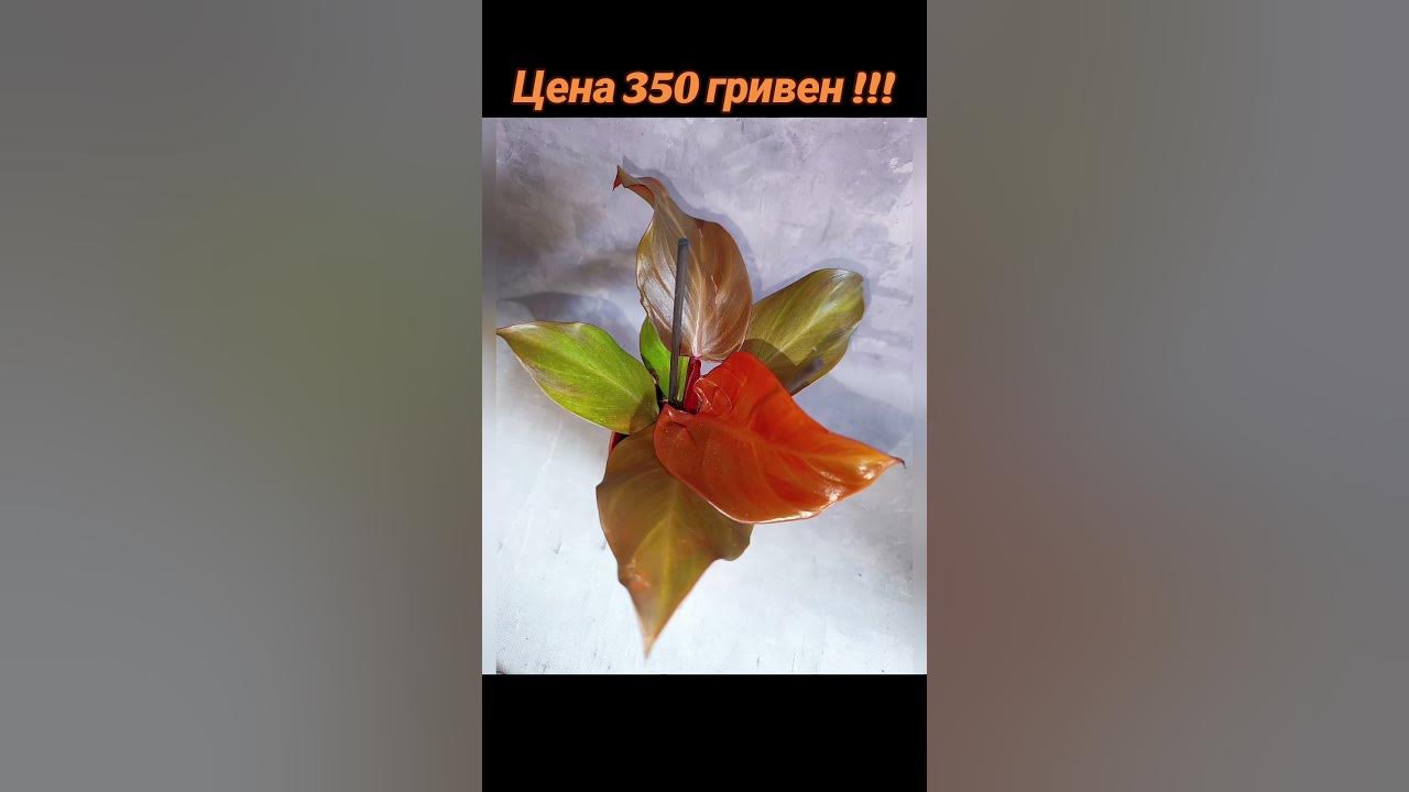 Филодендрон Санлайт! Цена 350 гривен! Бронь в вайбер 0996782355 # ...