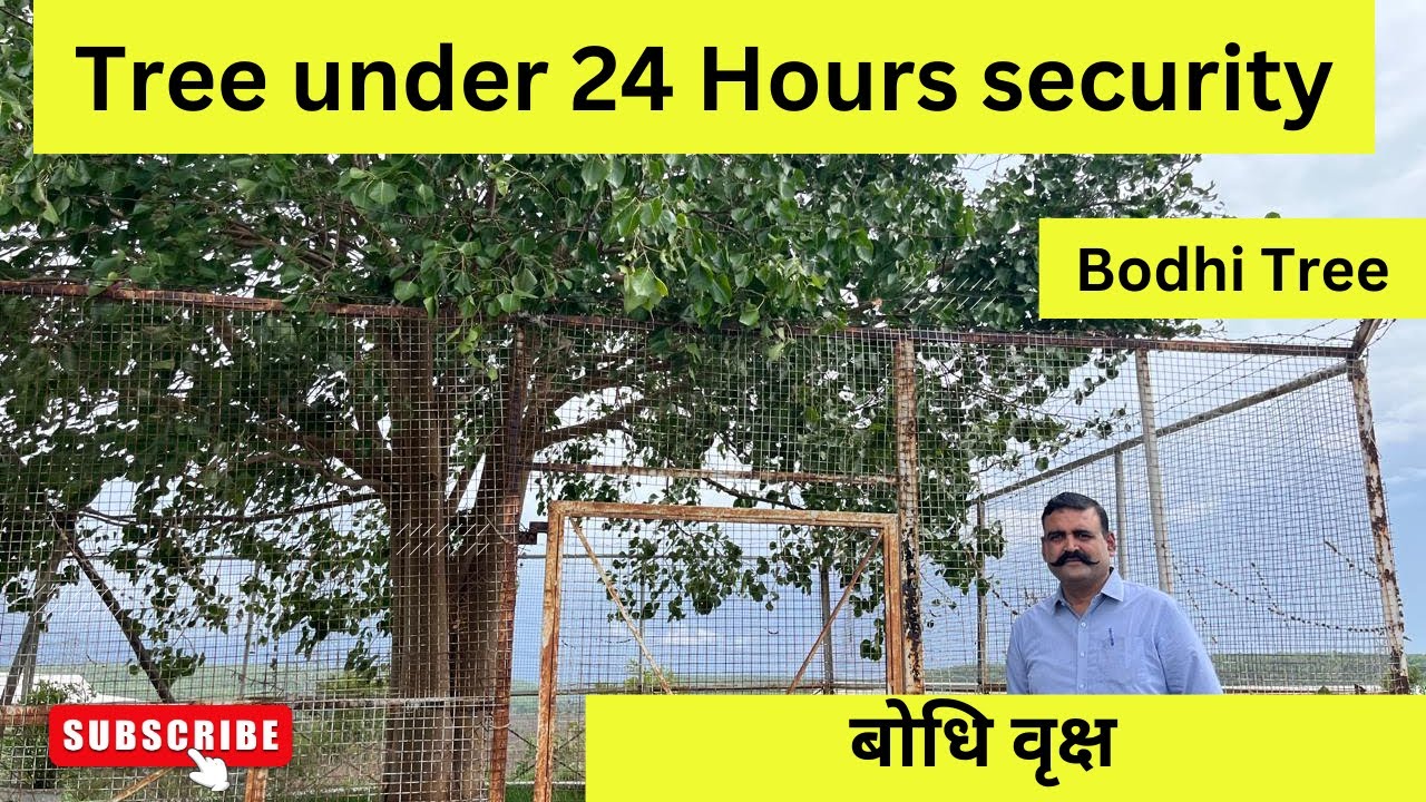 Tree Under 24 Hours Security | Bodhi Tree | बोधि वृक्ष | VVIP Tree in ...