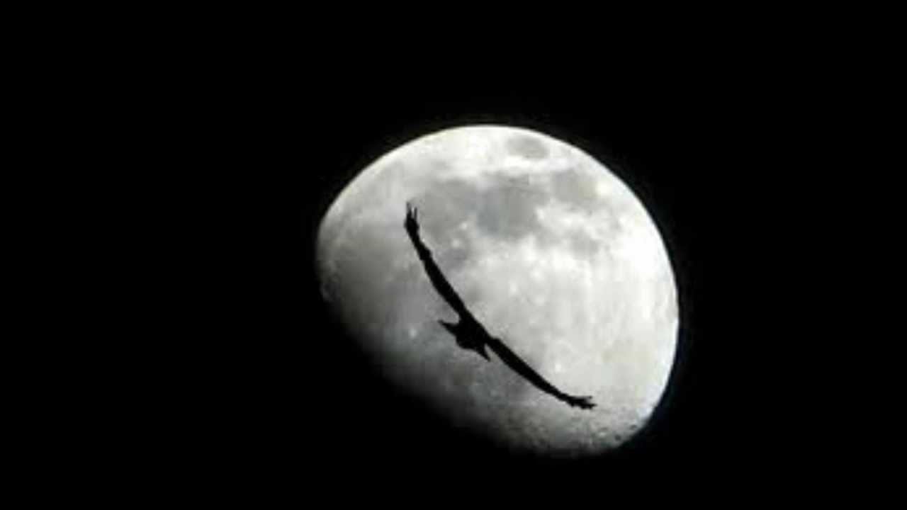 Ah, Poor Bird - YouTube