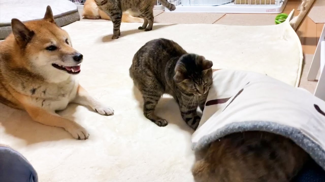 猫の不思議行動に笑顔で見守る柴犬 Shiba Inu watches the behavior of the cat with a smile ...