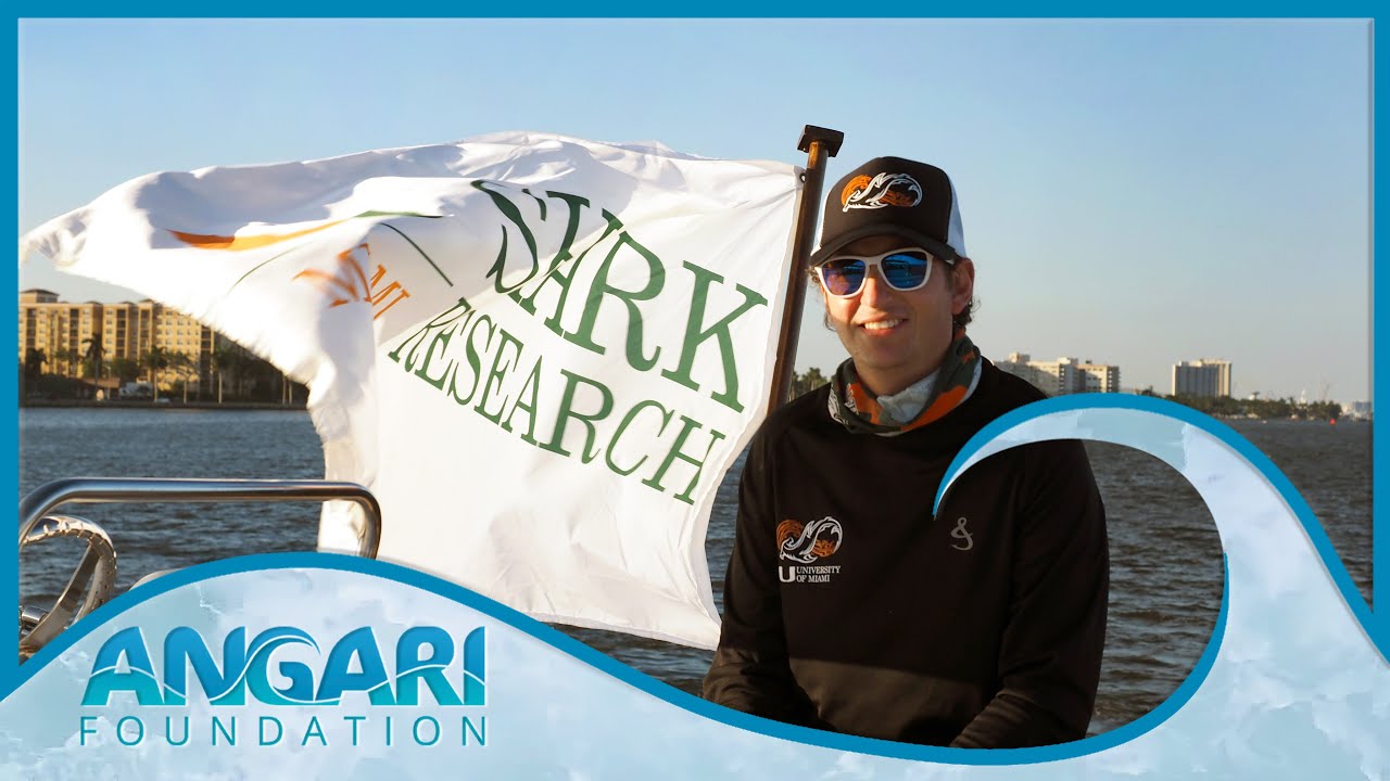 Marine biologist Neil Hammerschlag talks hands-on research experiences ...
