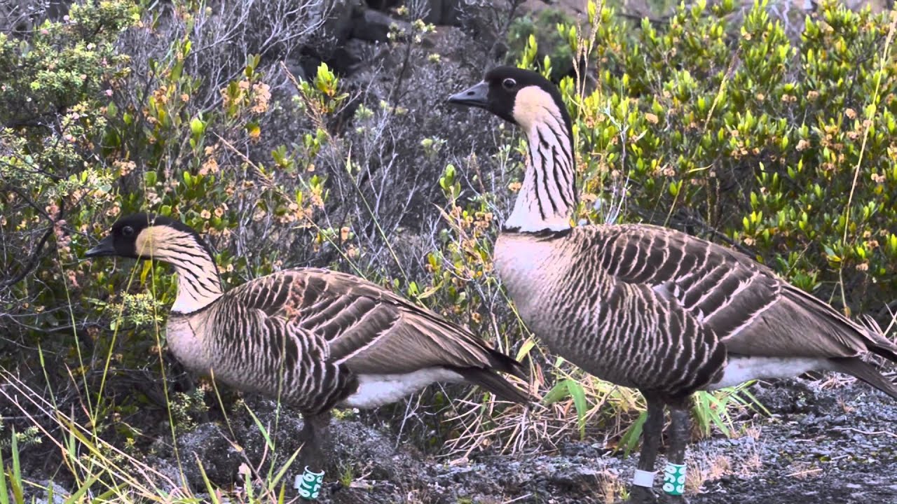 Nene Geese at Hawaii Volcanoes National Park - YouTube