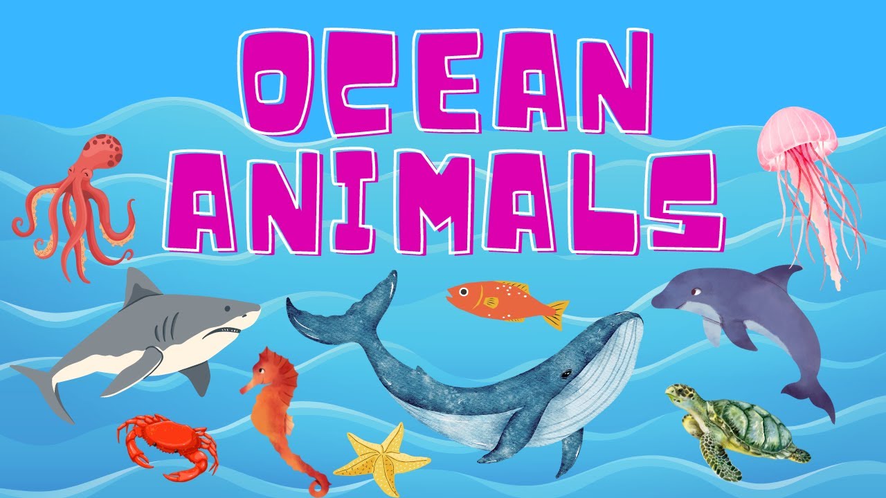 OCEAN ANIMALS - EDUCATIONAL VIDEO FOR CHILDREN - YouTube