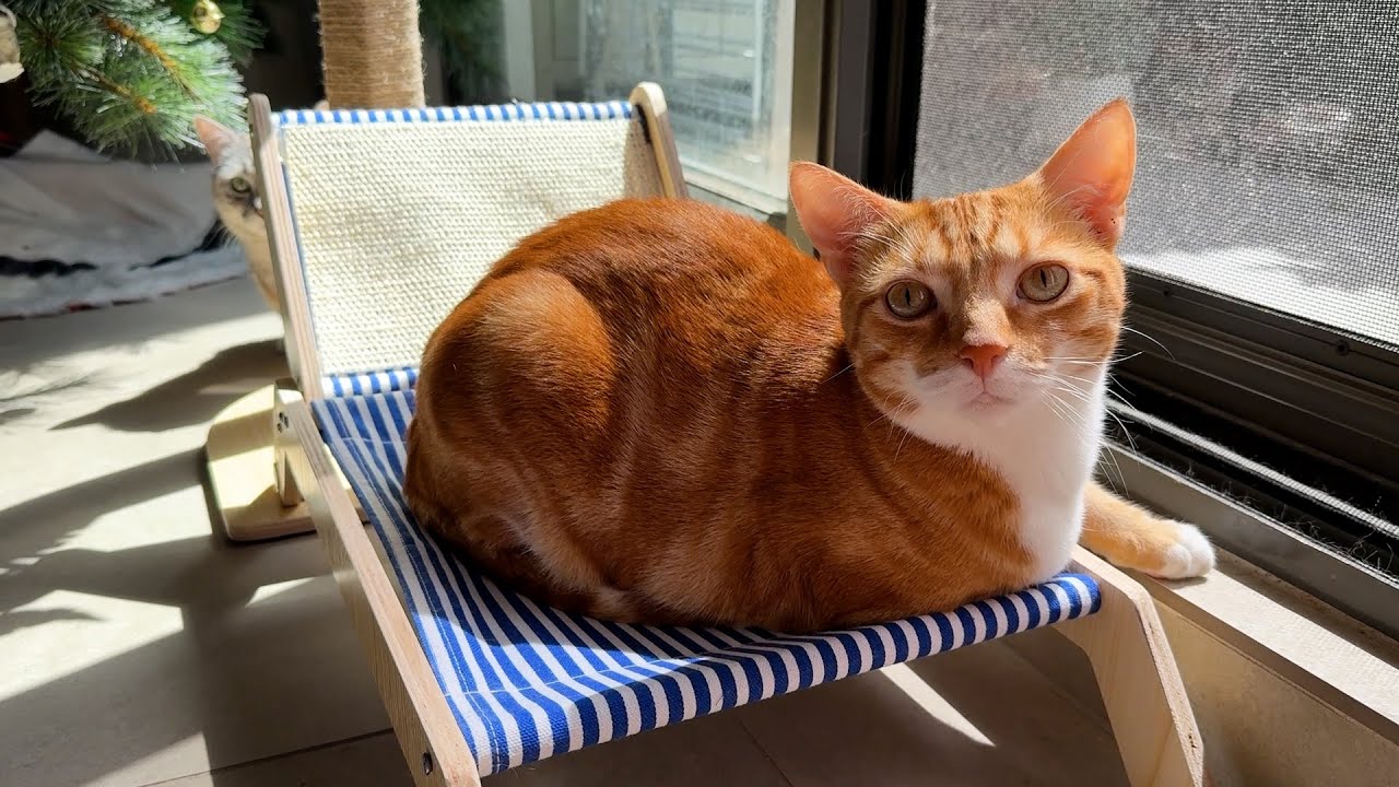My cats love the sun—So I got them their own beach chair! - YouTube