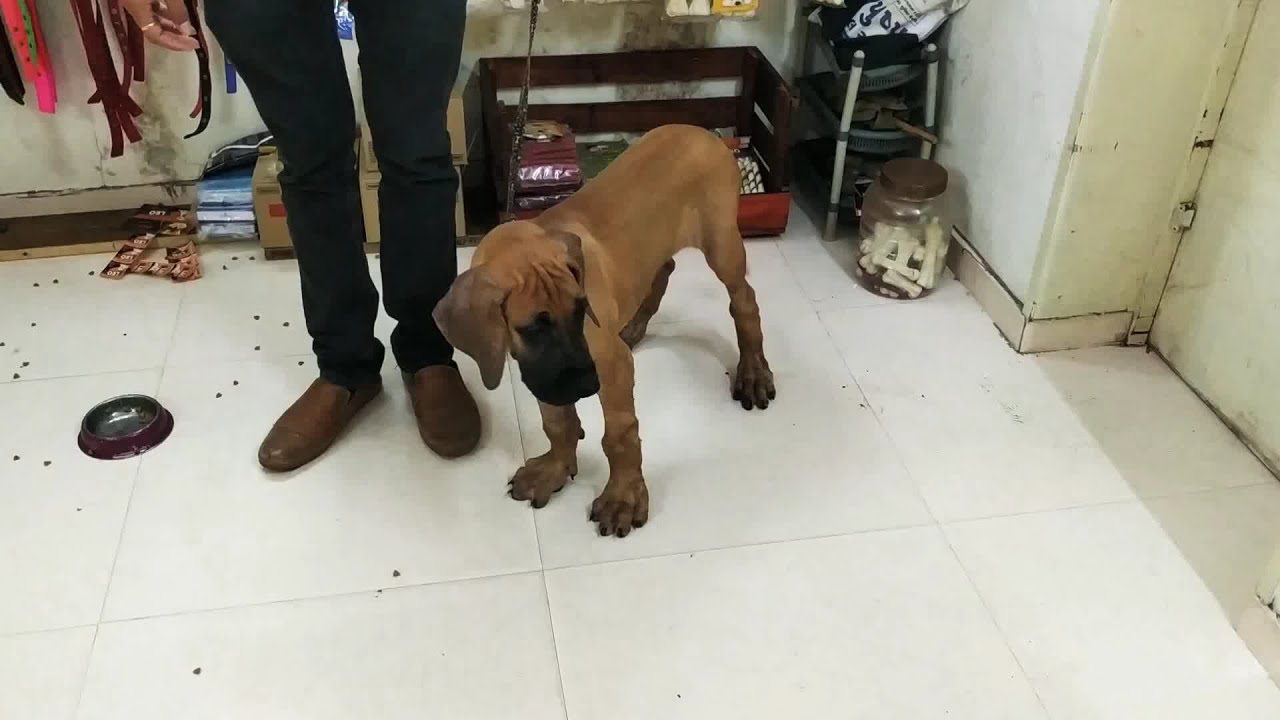 SHOW LINE GREAT DANE PUPPY... 🐕 - YouTube