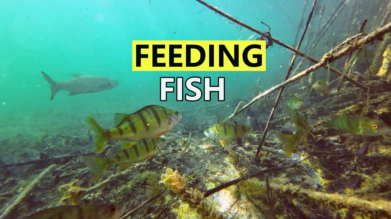 Amazing clear water Lake 4k. Perch, Rudd, Roach, hundreds of fish ...