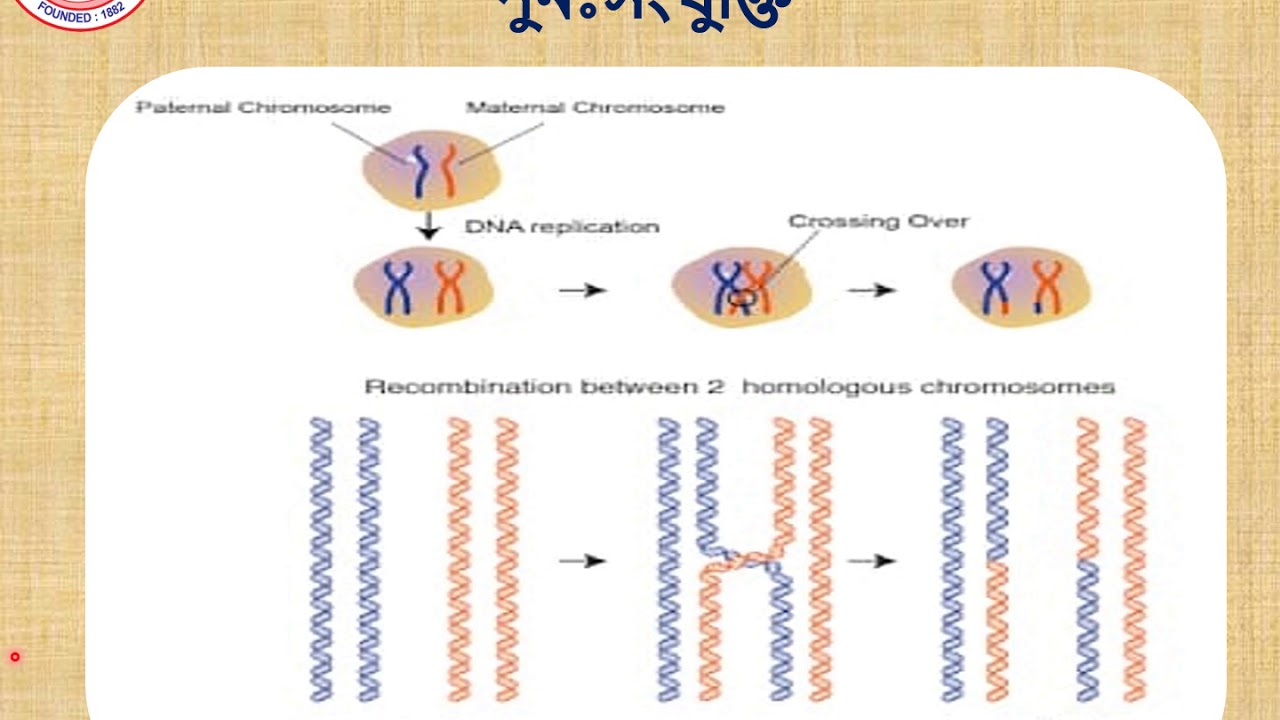 Class 12 Biology Chapter 8 Mechanism of Evolution - YouTube