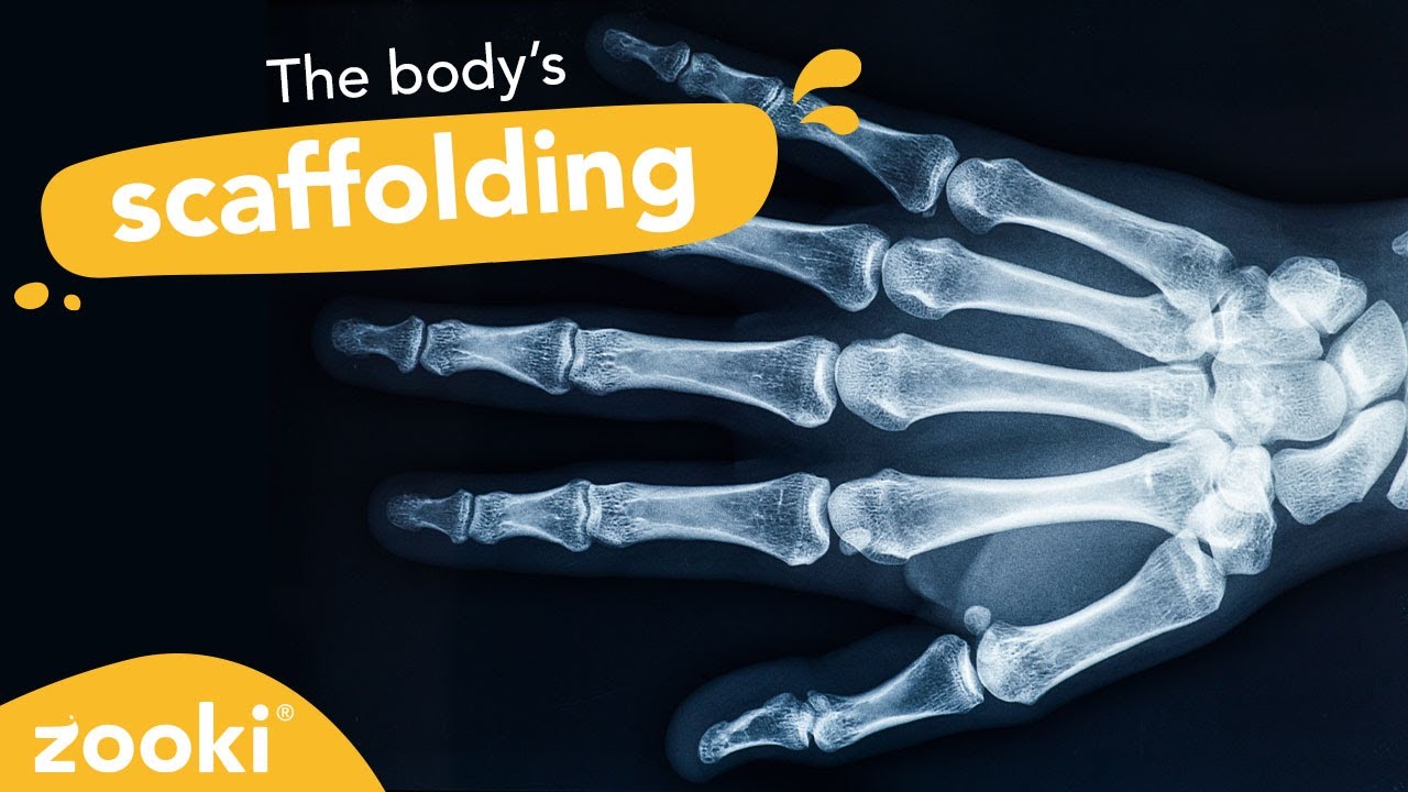 How Does Collagen Support Your Joints, Bones & Muscles? | Collagen ...