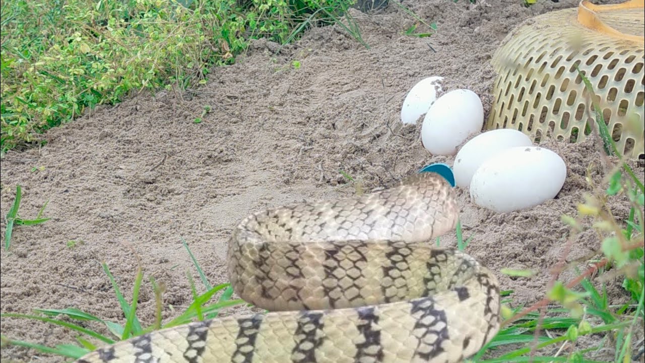 Build a vertical snake trap using a 100% electric fan - YouTube