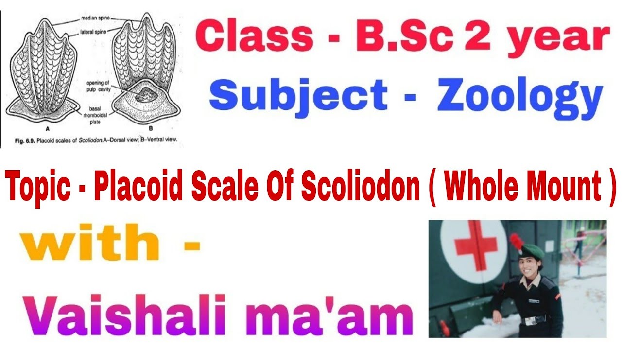 Placoid Scale Of Scoliodon ( Whole Mount ) - YouTube