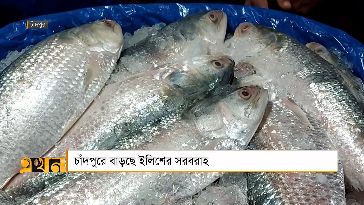 সরবরাহ বাড়ায় কমেছে ইলিশের দাম | Chandpur News | Hilsha Fish | Ilish ...