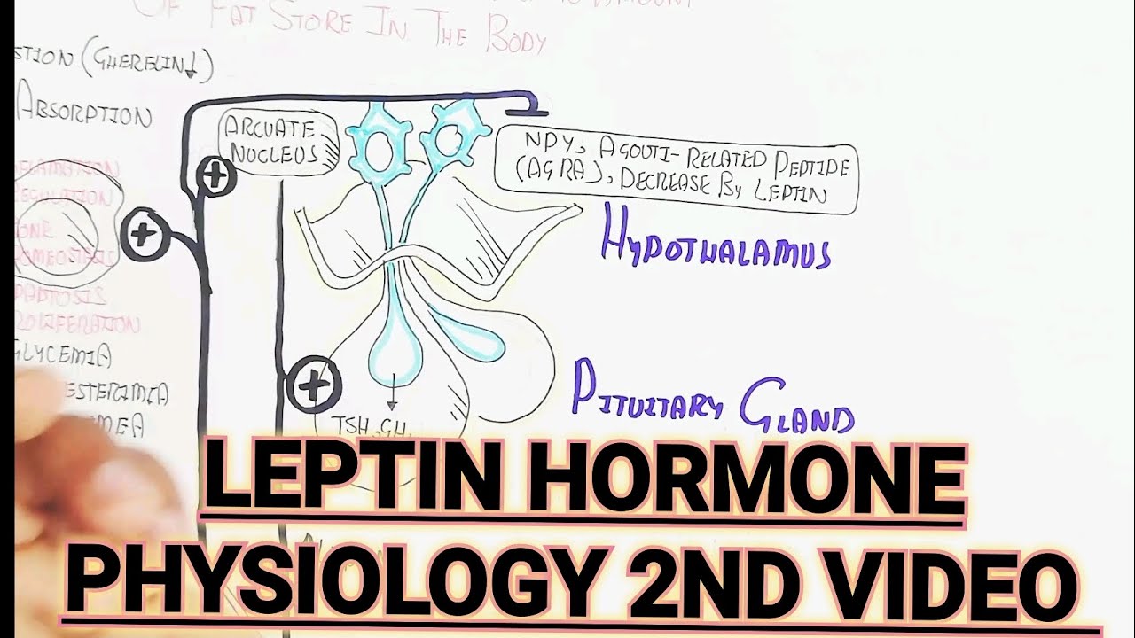 Leptin Hormone Physiology 2nd Video @umerfarooqbiology7083 - YouTube
