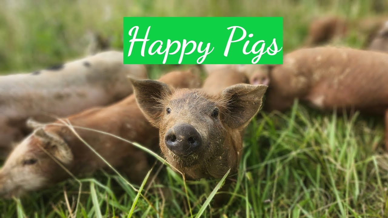 Happy Pigs - Rotationally Grazing Pigs in Woods - YouTube