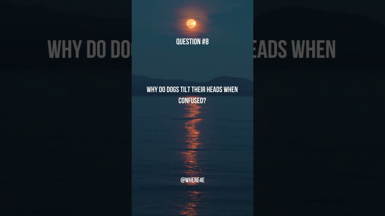 8 Out Of 100 why Questions YouTube 8 Out Of 100 why Questions YouTube