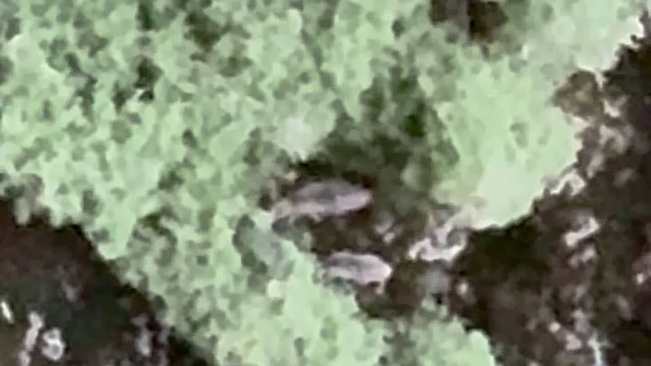 Mold Eating Springtails - YouTube