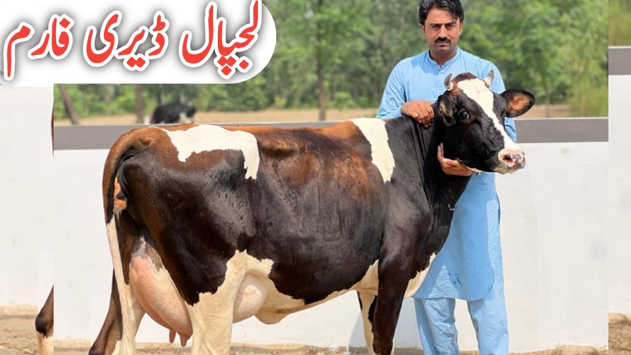 Lajpal Dairy Farm | top class australian cows | jani best - YouTube