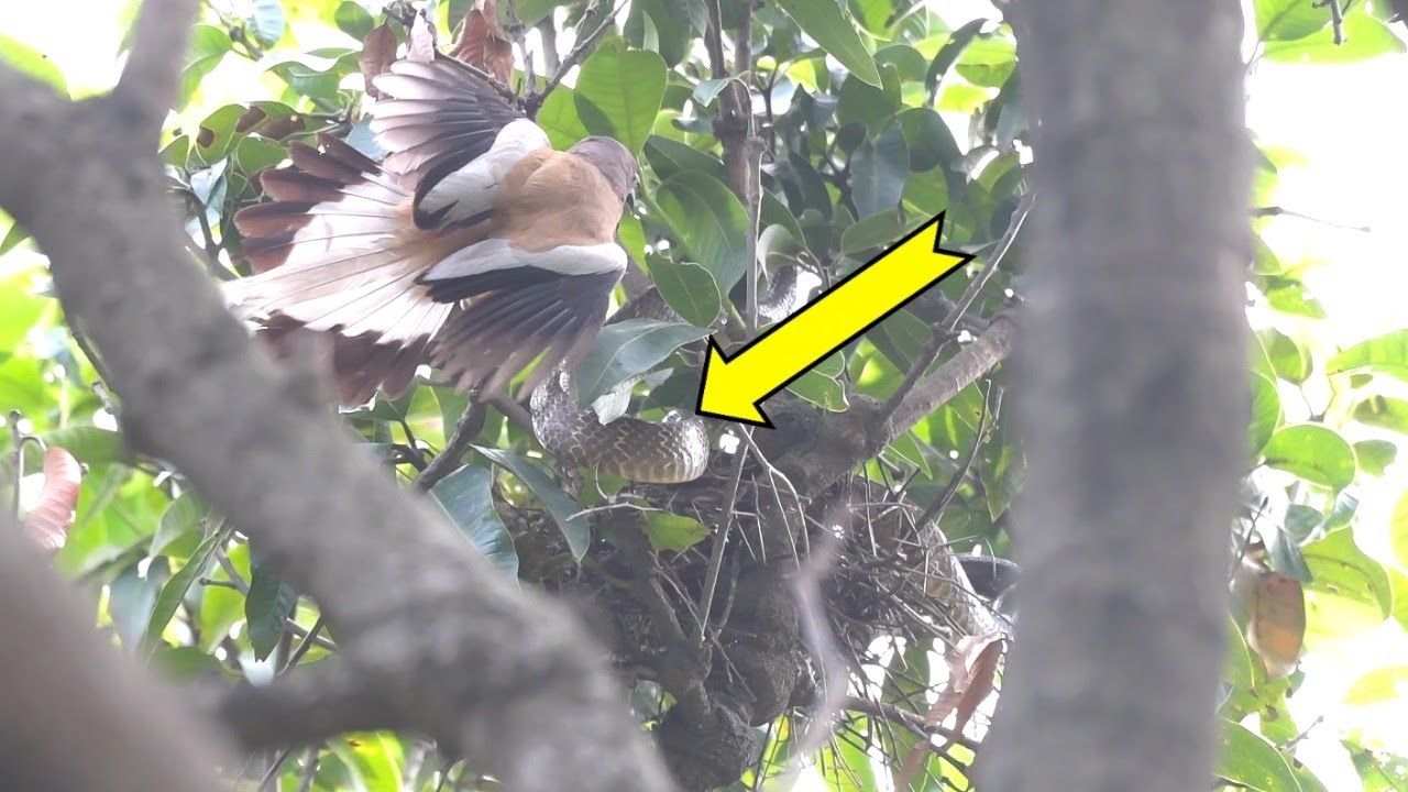 Mother magpie bird fights with massive snake #birds #wildlife #snake ...
