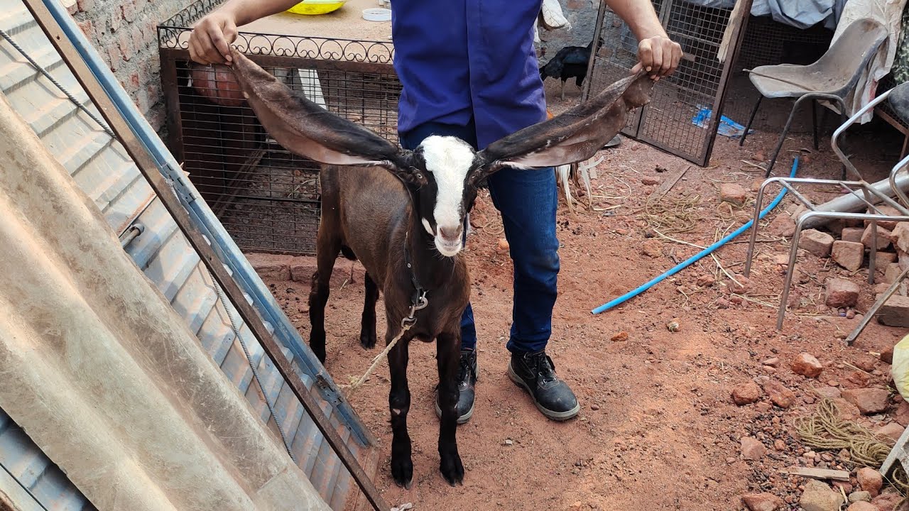 8179256133 pure hyderabadi breedline bakra aur hyderabadi cross bakri ...