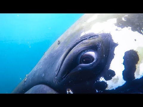 Antarctica Trip | Quark Expeditions (2017)