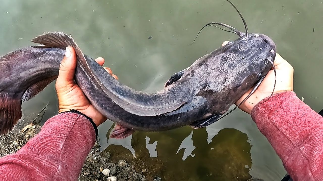 PESCUIT LA SOMN CU RAME ROSII DIN MICROFERMA MEA SUPER TRASATURI - YouTube