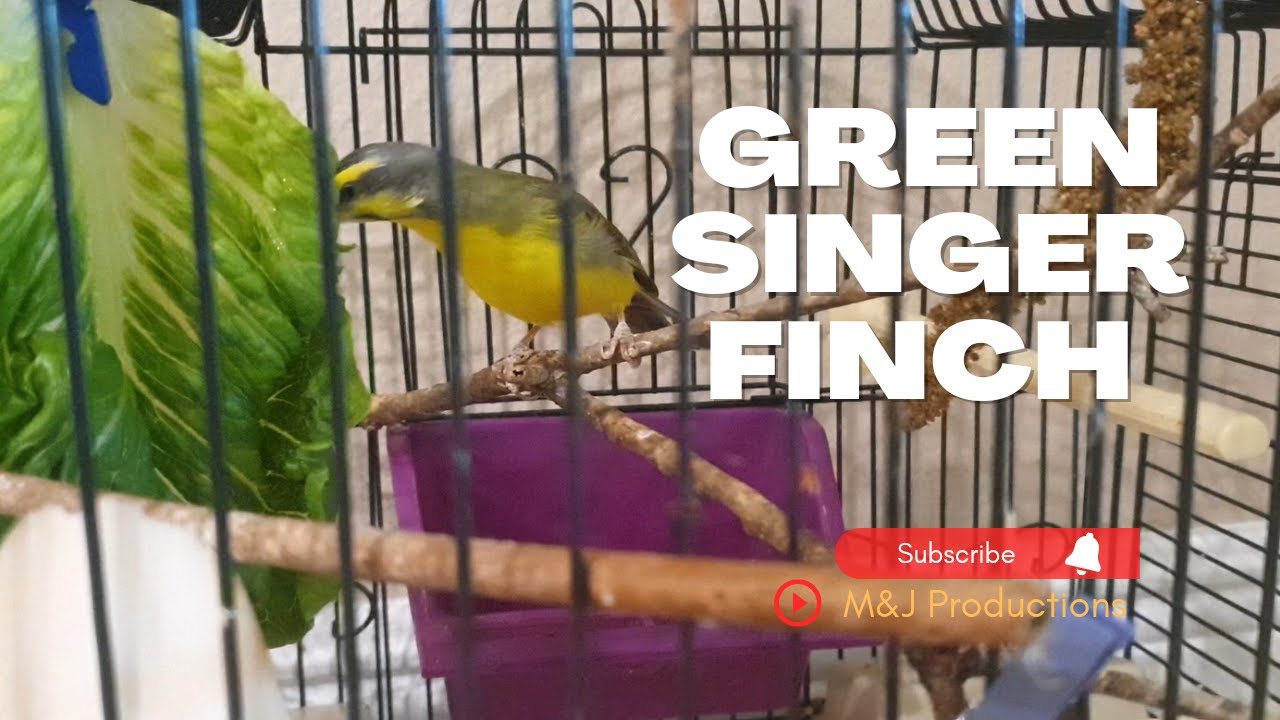 The Green Singer Finch| singing and eating #singer #finch - YouTube