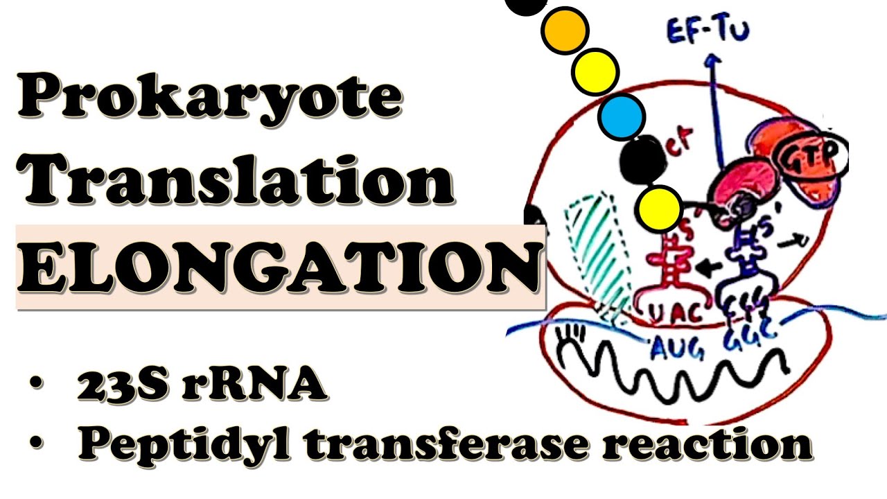 Prokaryotic Translation ELONGATION - How do EF-Tu and EF-G move the ...